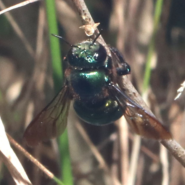 Peacock Carpenter Bee in September 2024 by juliegraham173 · iNaturalist