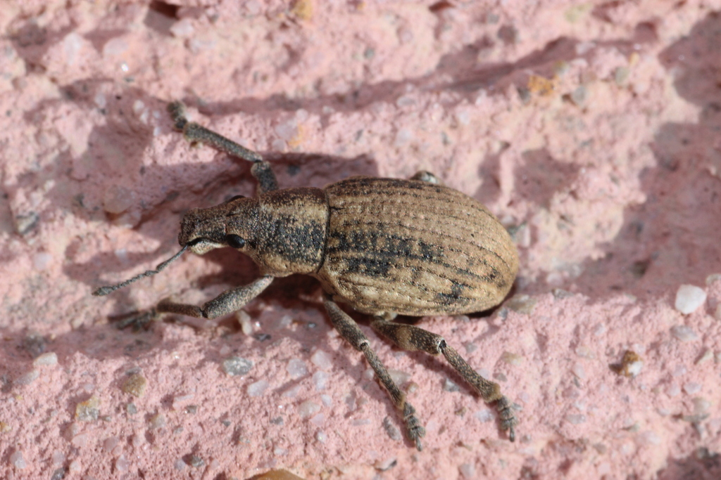 Broad-nosed Weevils from Sidi R'bat, Maroc on February 26, 2020 at 01: ...