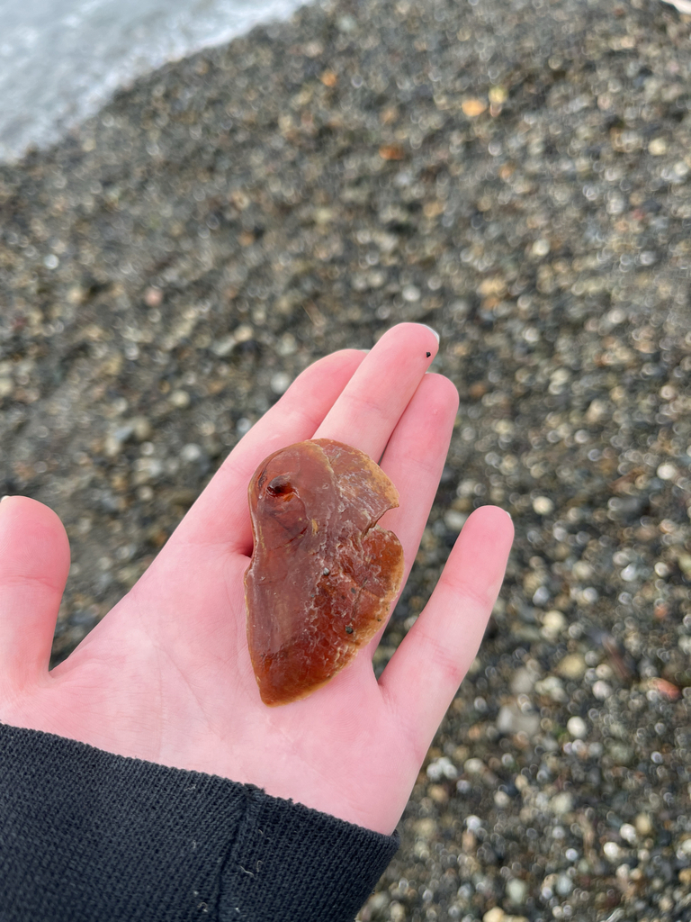 Lewis's Moon Snail from Seattle, WA, US on October 19, 2024 at 12:07 PM ...