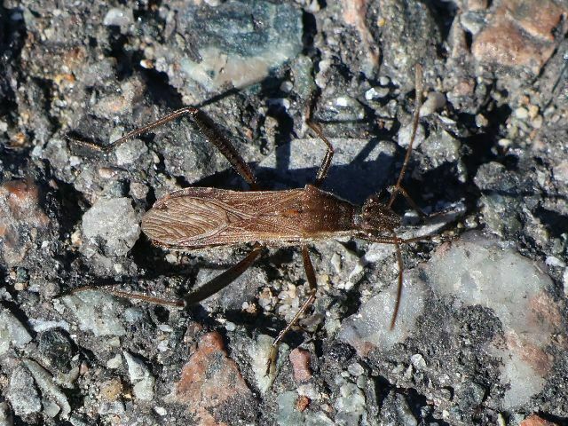 Eastwind Broad-headed Bug from Oakland Lake Wildflower Meadow, Bayside ...
