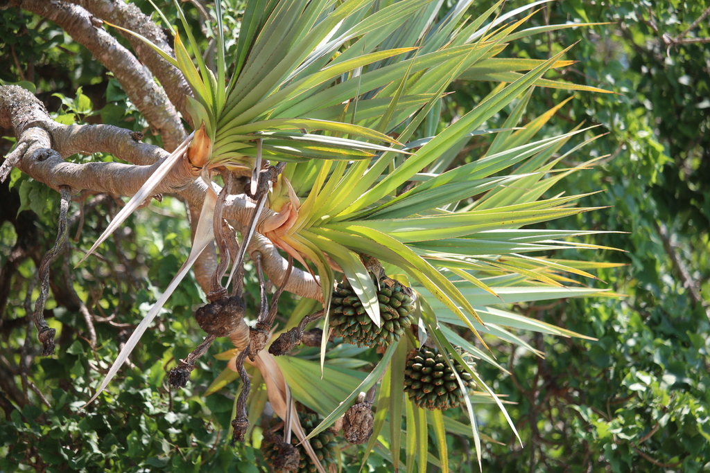 Common screwpine from Hazyview, 1242, South Africa on October 17, 2024 ...