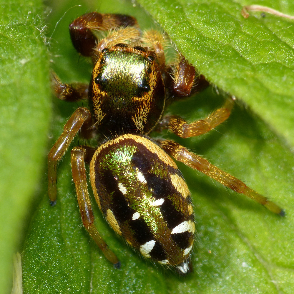 Golden Jumping Spider in July 2019 by molanic. Posed for me like a ...