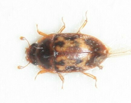 Cryptarcha undata from Серебряно-Прудский р-н, Московская обл., Россия ...