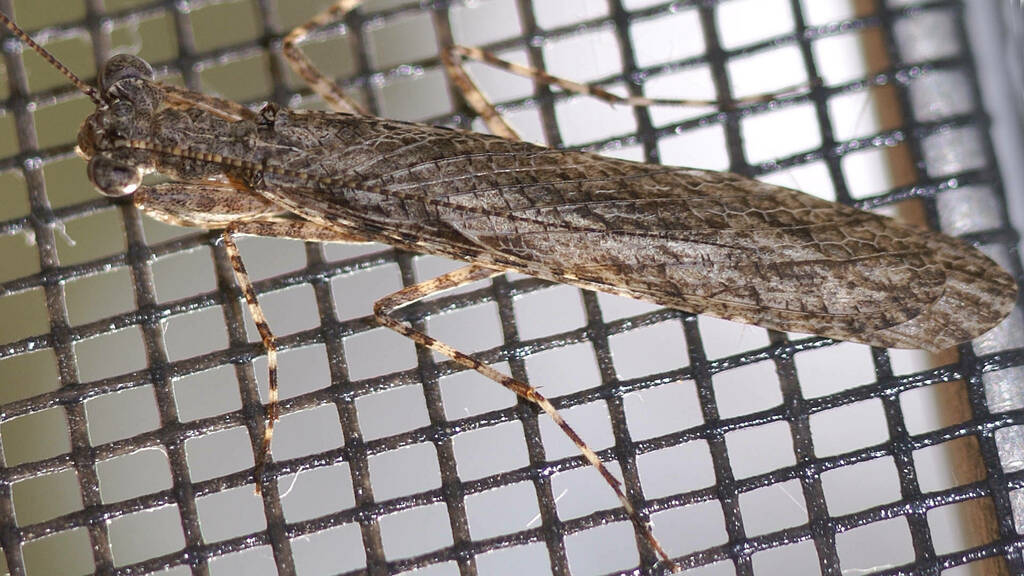 Termite Hunters from LOT 13 Yookamurra Rd, Fisher SA 5354, Australia on ...