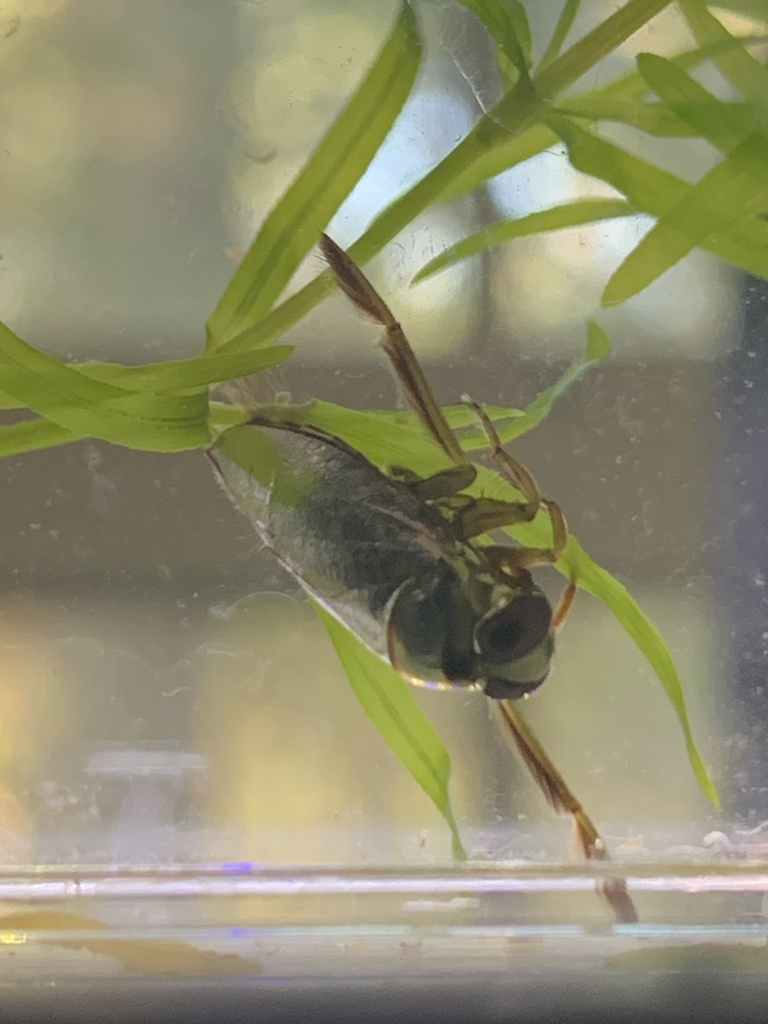 Notonecta irrorata from Hummingbird Cir, Bryan, TX, US on October 19 ...