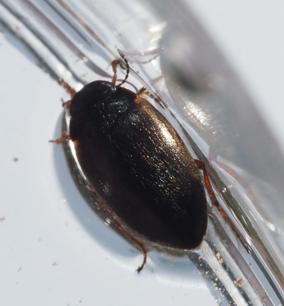 Hydroporus from Anglesey, Gaerwen, Wales, GB on October 19, 2024 at 01: ...