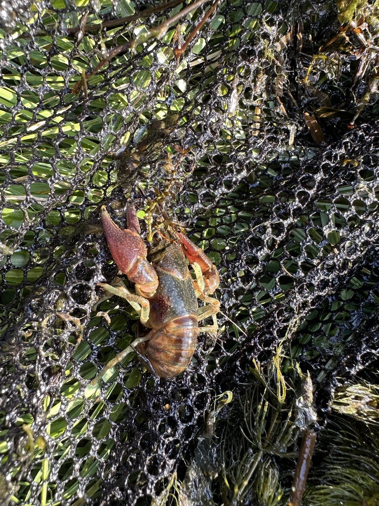 Rusty Crayfish from Fishermans Park, Sparta, WI, US on October 19, 2024 ...