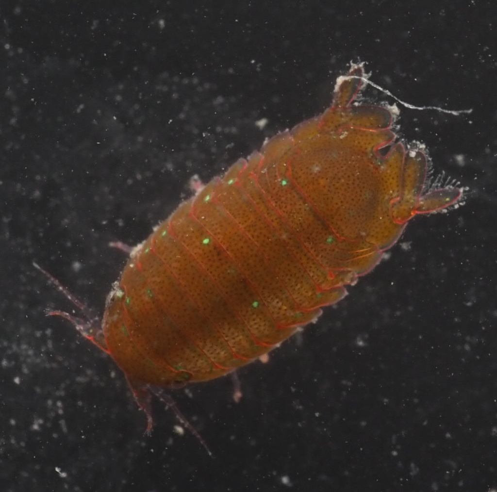 Horned Isopod from Menai Strait, Menai Bridge, Wales, GB on October 19 ...