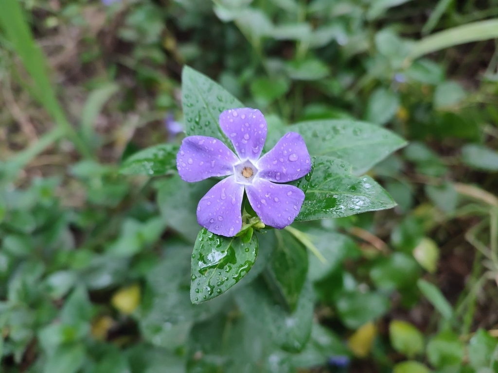 greater periwinkle from Pancho Poza, 93700 Altotonga, Ver., Mexico on ...