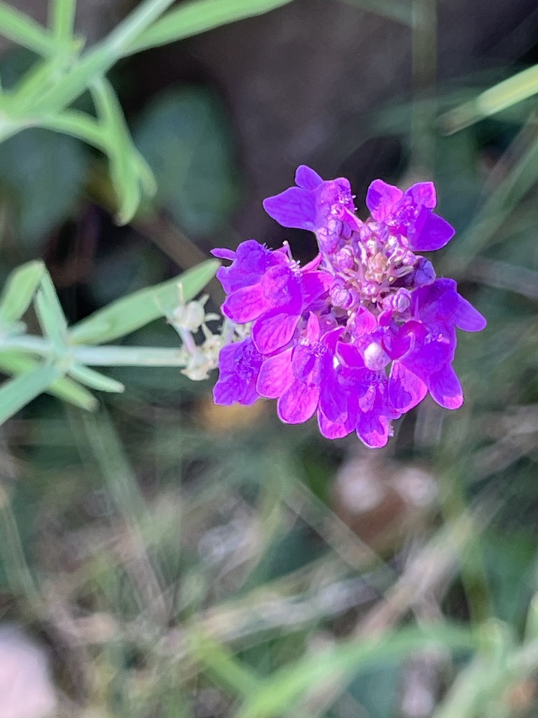 Purple Toadflax from North York Moors National Park, Saltburn-By-The ...