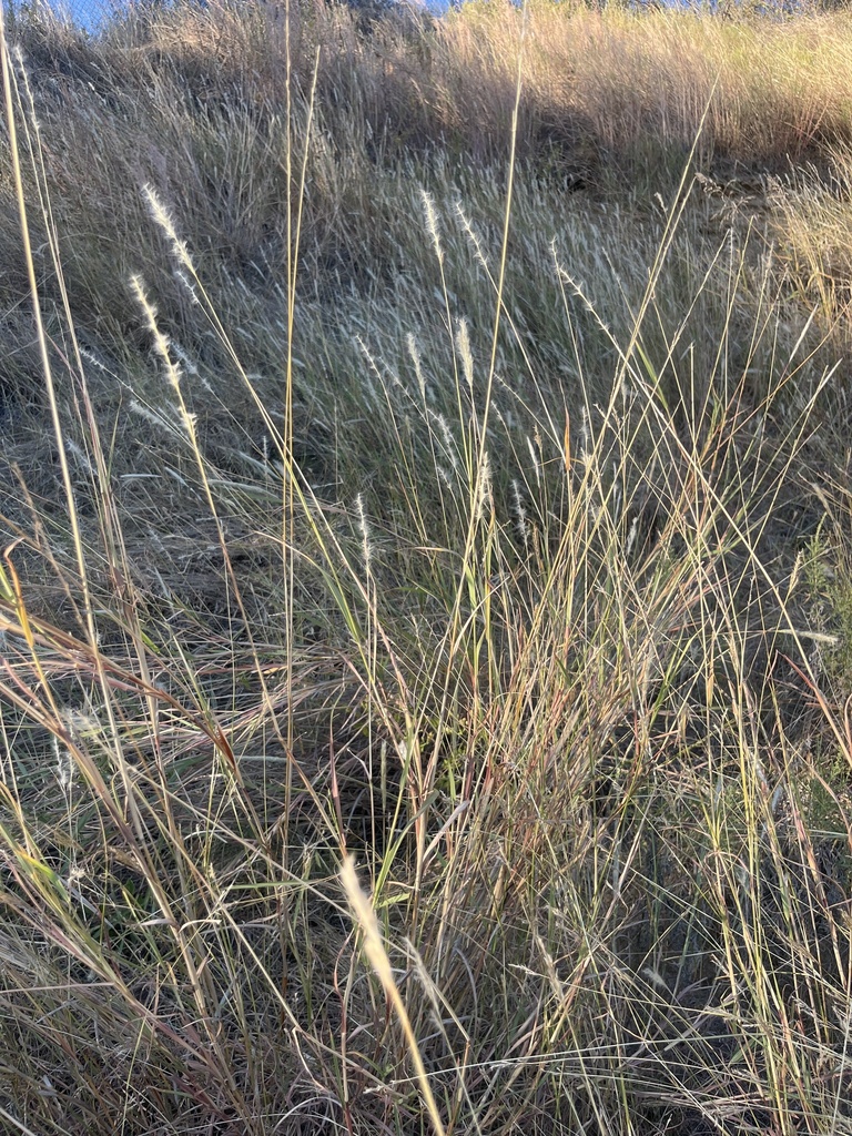 silver bluestem from Bay Club, Arlington, TX, US on October 19, 2024 at ...