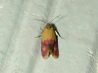 Primrose Cochylid Moth from Floyd Bennet Field, Brooklyn, NY, USA on ...