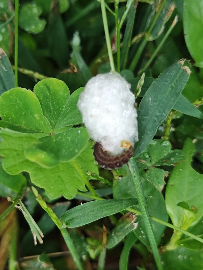 Winged and Once-winged Insects from California, MD, USA on October 1 ...