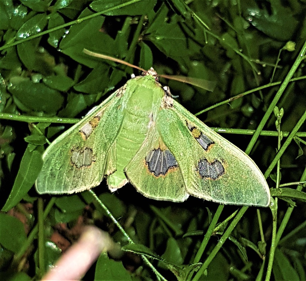 Siga liris from Tapanahony, Suriname on July 7, 2019 at 01:50 AM by ...