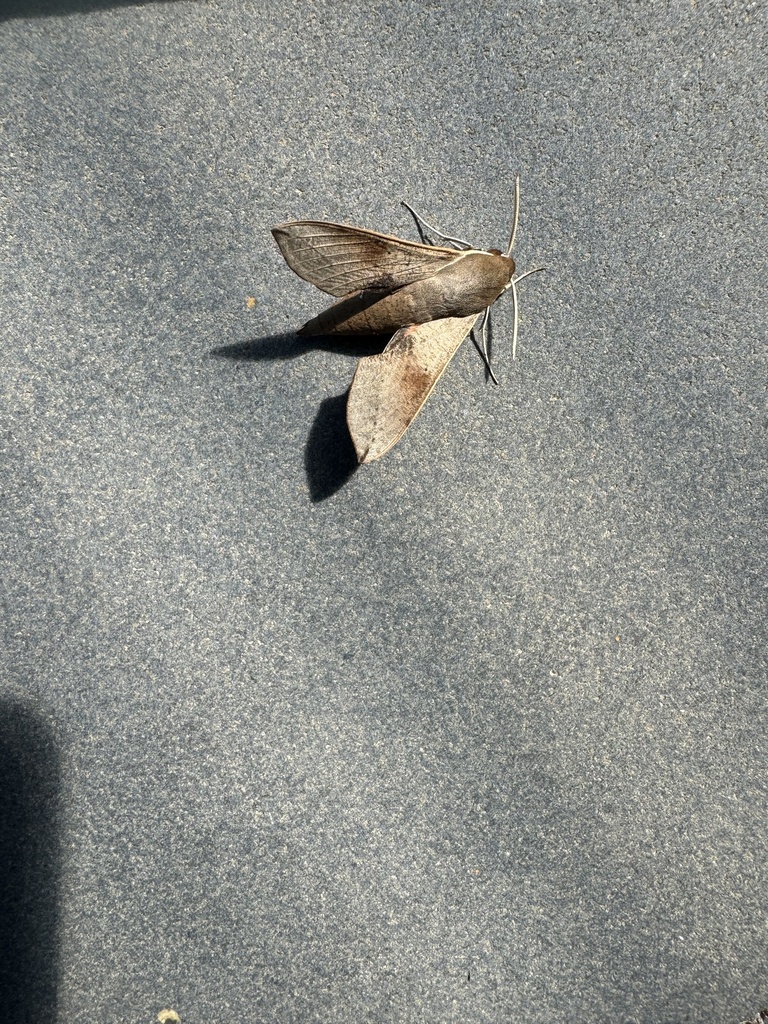 Coprosma Hawk Moth from Thwaites Cr, Wright, ACT, AU on October 20 ...