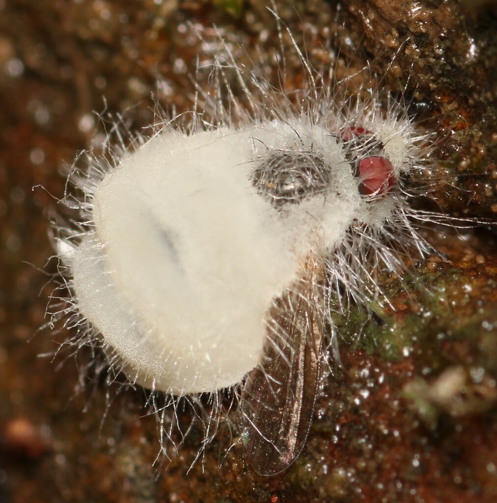 Pandora from Orange County, IN, USA on October 19, 2024 at 04:42 PM by ...