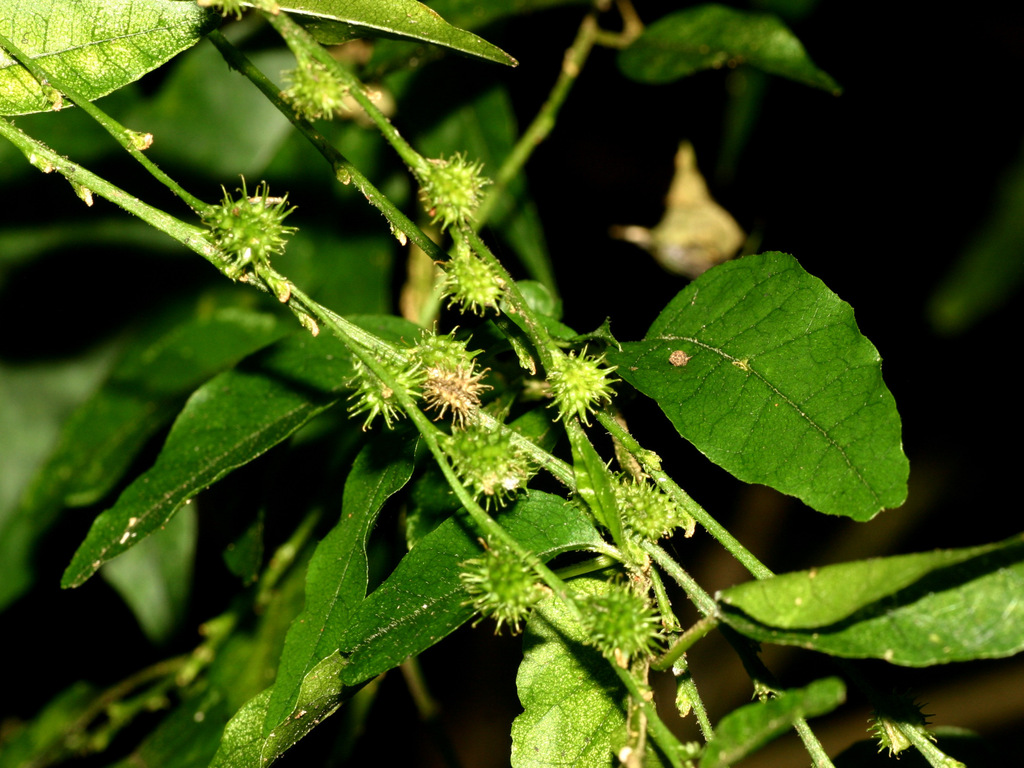 Monococcus echinophorus from Burleigh Head NP, Gold Coast QLD ...