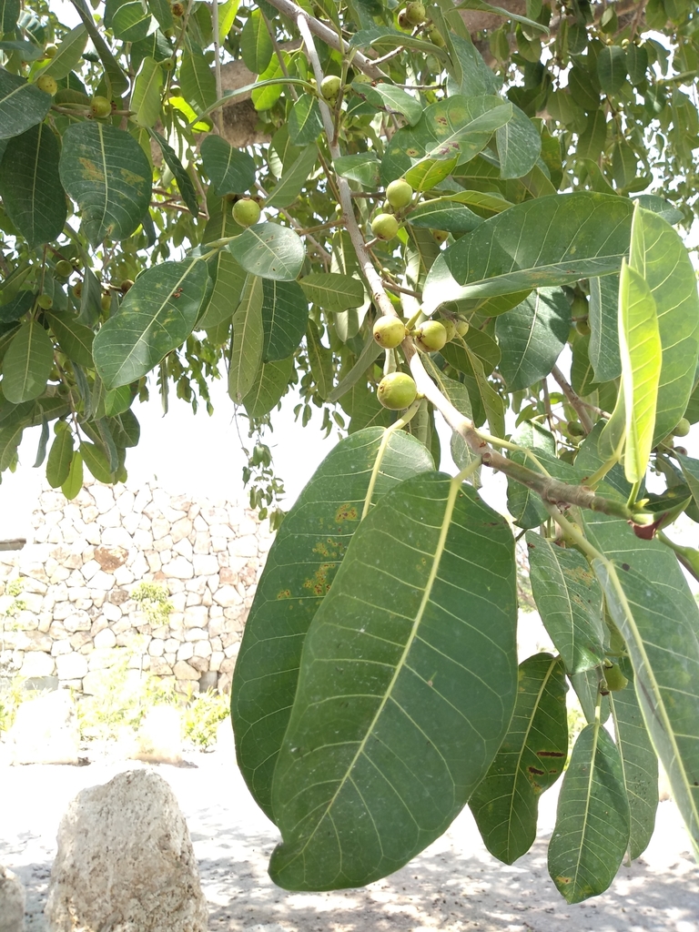 Ficus maxima from Unnamed Road, Quintana Roo, México on July 8, 2019 at ...