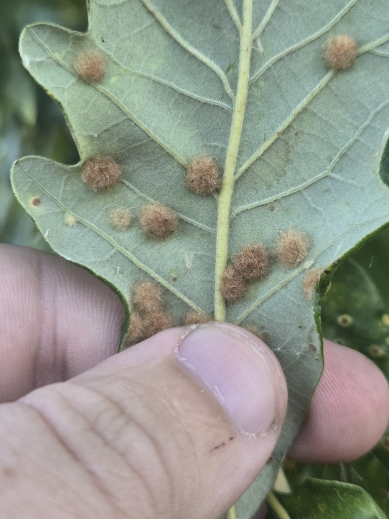 oak flake gall wasp from Erie, PA 16507, USA on October 19, 2024 at 05: ...