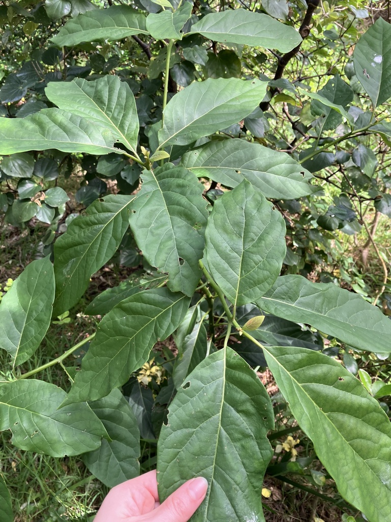 Avocado from Motuihe Island Recreation Reserve, Waitemata and Gulf Ward ...