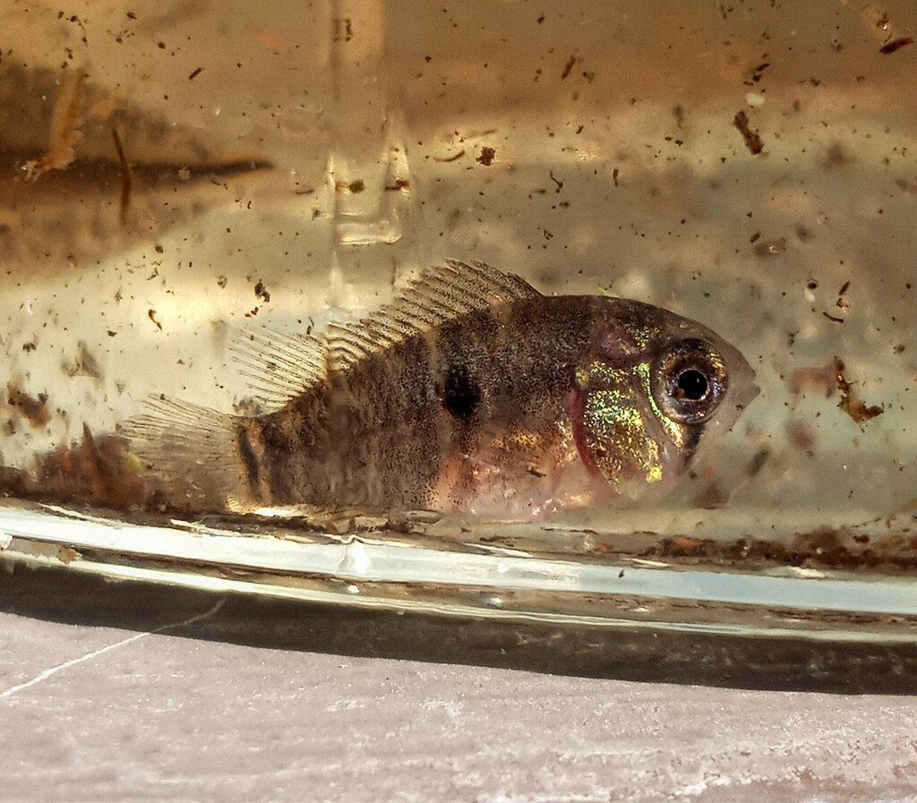 Dimerus Cichlid from Wesley Chapel, FL, USA on October 13, 2024 at 04: ...