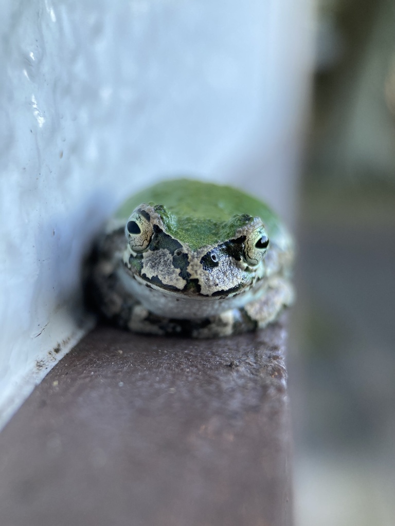 Japanese Tree Frog from 本州, 安城市, 愛知県, JP on October 20, 2024 at 07:24 ...