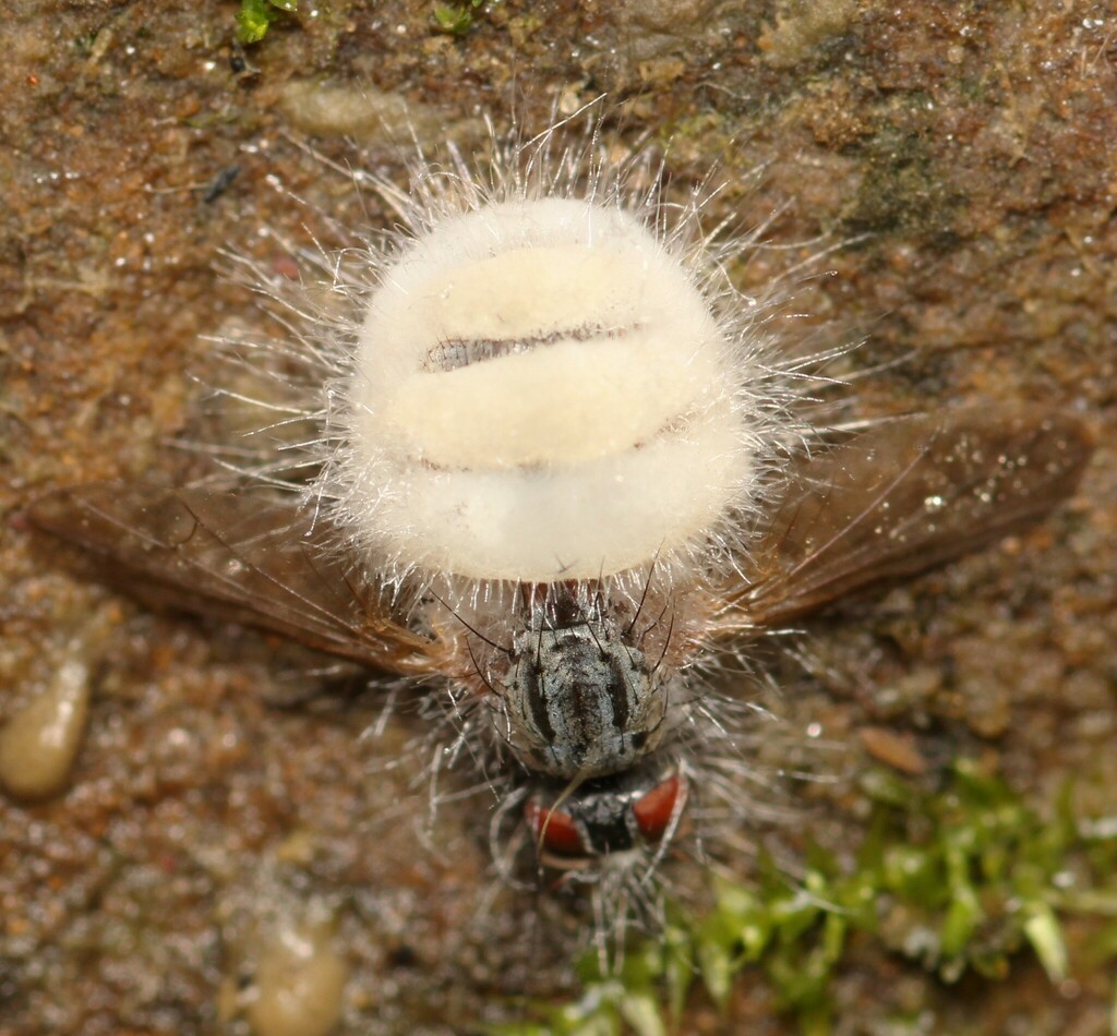 Pandora from Orange County, IN, USA on October 19, 2024 at 04:13 PM by ...