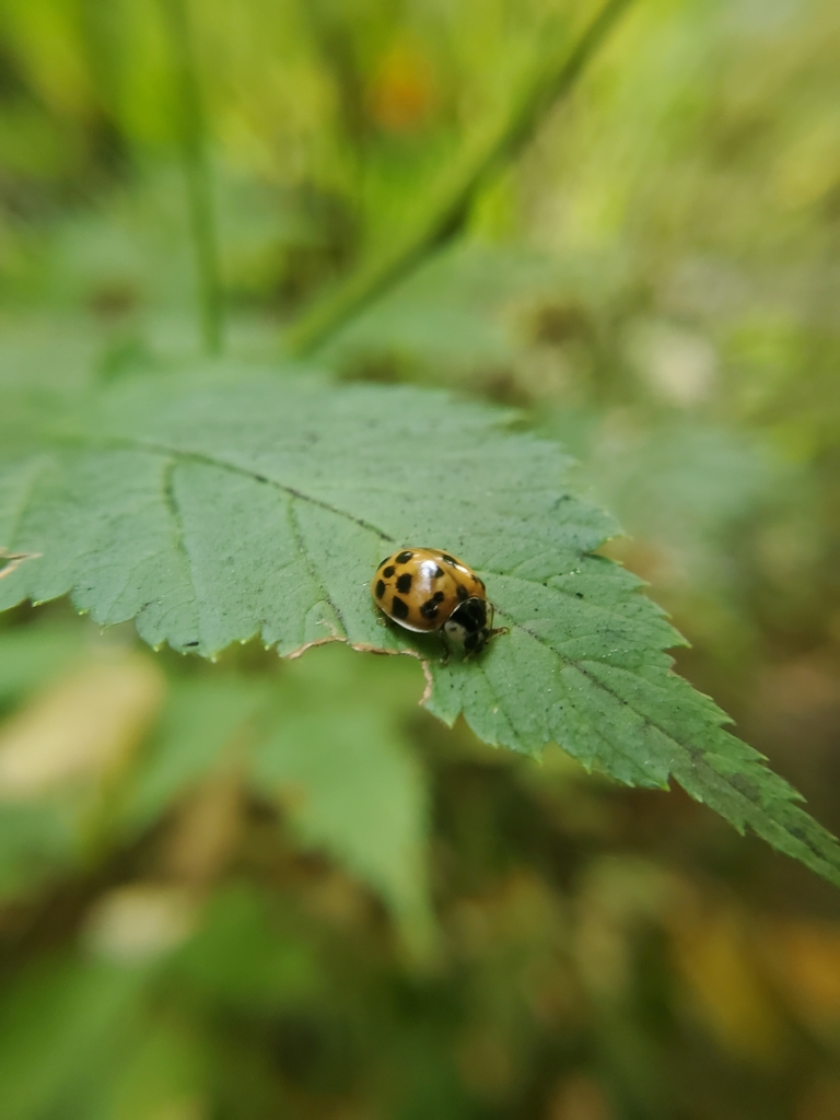 Asian Lady Beetle from Pleasant Valley, Portland, OR, USA on October 19 ...