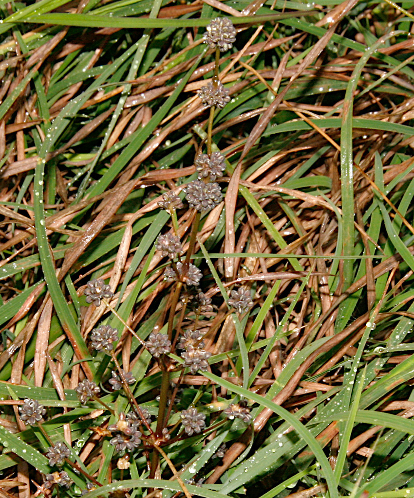 Many Flowered Matrush from Byfield NP, Stockyard QLD, Australia on July ...