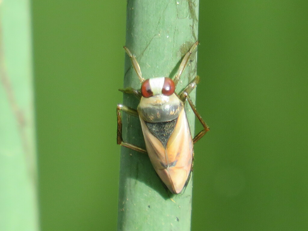 Eurasian Greater Water Boatman from Coppull, Chorley, UK on October 1 ...