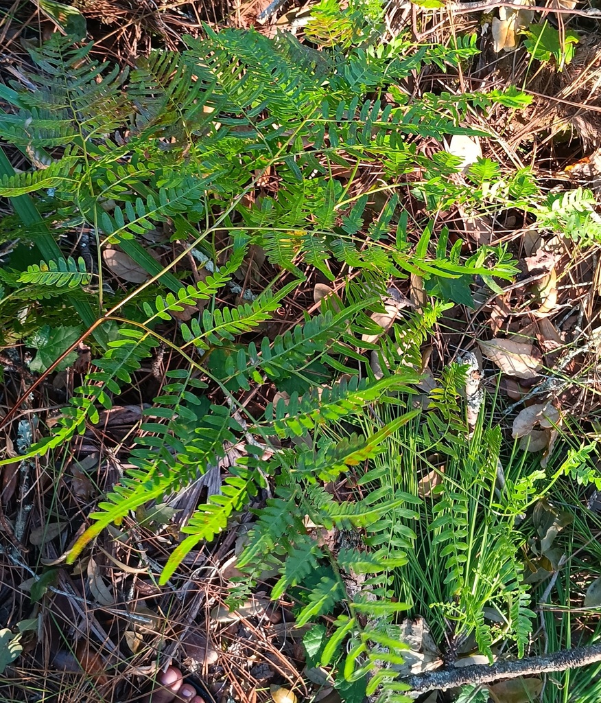 common bracken from Lettuce Lake Park, 6920 E Fletcher Ave, Tampa, FL ...