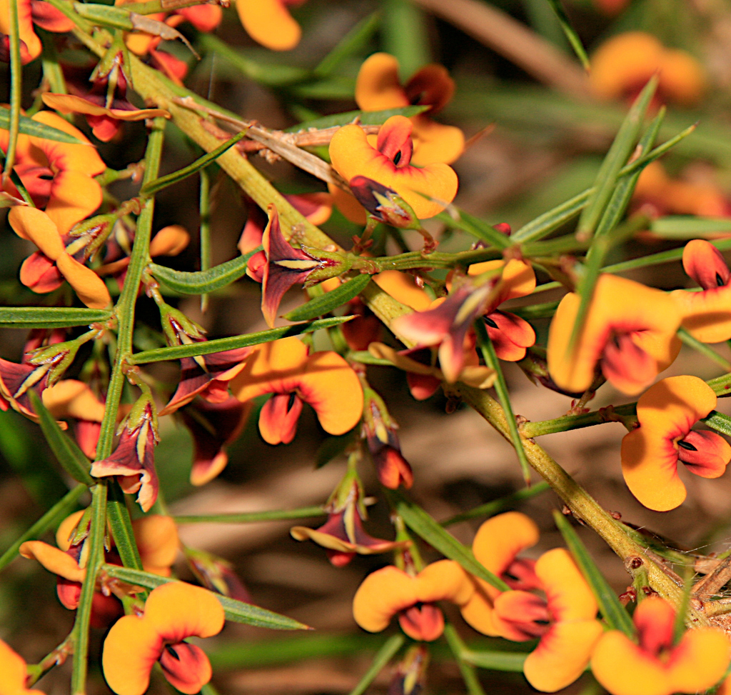 gorse bitter pea from Byfield NP, Stockyard QLD, Australia on July 26 ...