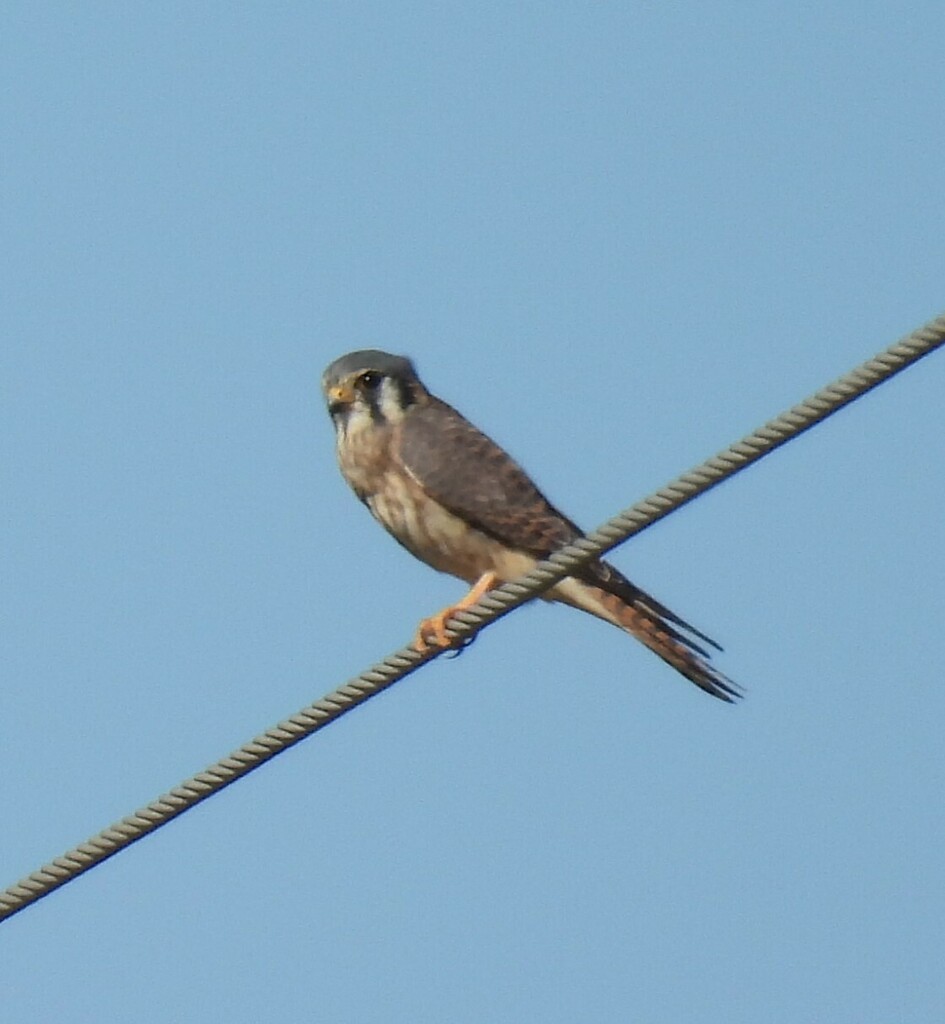 American Kestrel from Co. Rd. 400 at Co. Rd. 389, Lawrence County, AL ...