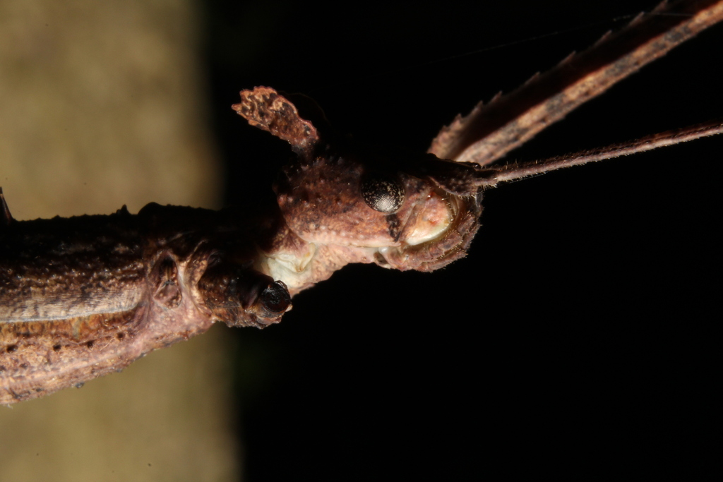 Crowned Stick Insect from Crystal Creek QLD 4816, Australia on October ...