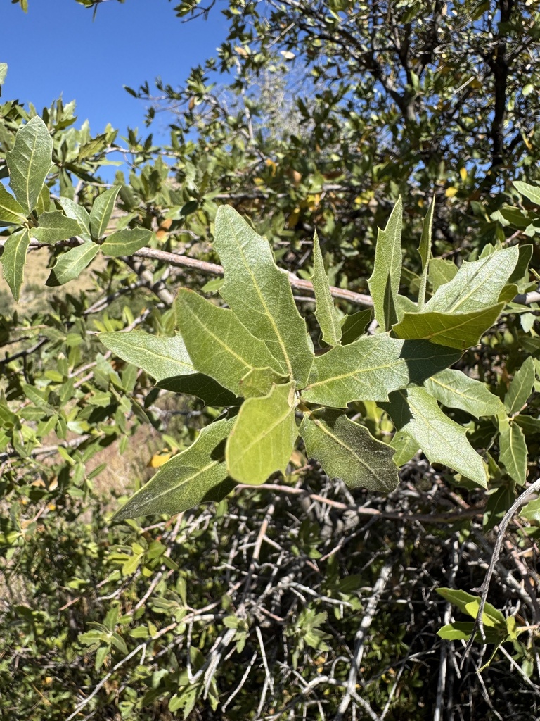 encino prieto desde Carretera Agua Prieta-Ascensión, Janos, Chih., MX ...