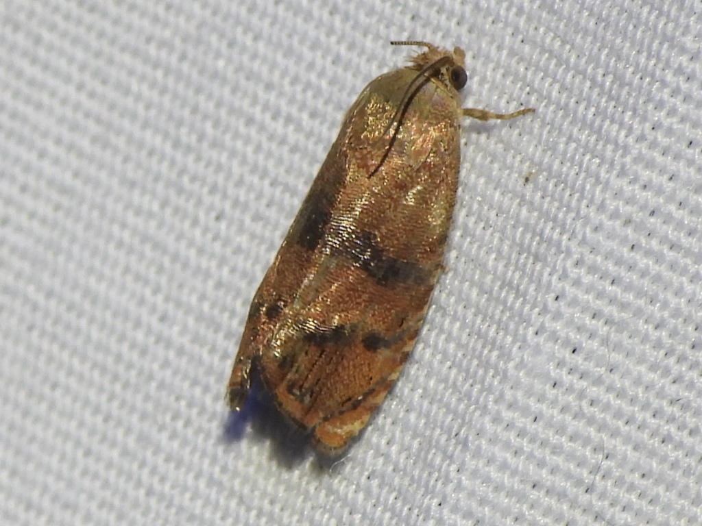 Filbertworm Moth from Harmony Hills, Fort Worth, TX, USA on October 19 ...