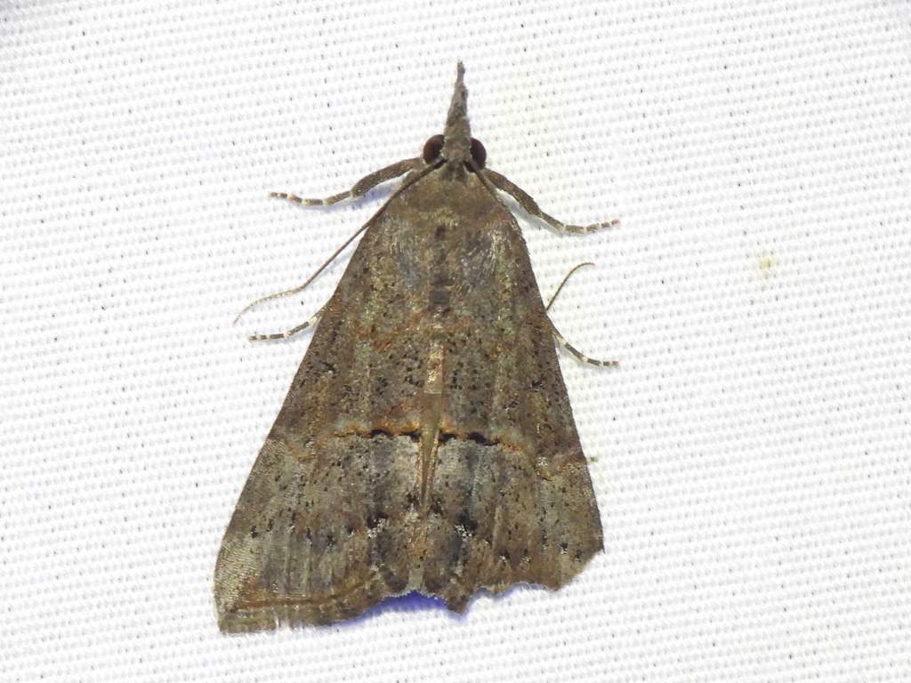 Green Cloverworm Moth from Harmony Hills, Fort Worth, TX, USA on ...