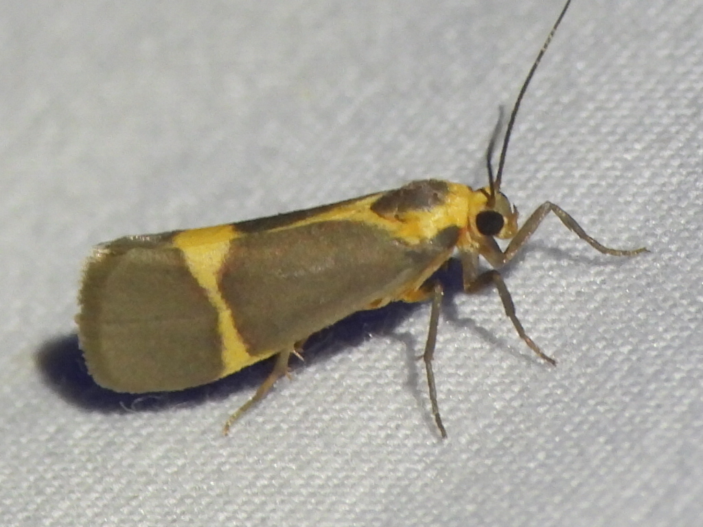 Thin-banded Lichen Moth from Harmony Hills, Fort Worth, TX, USA on ...