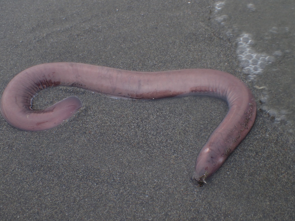 Pacific Hagfish (Eptatretus stoutii) - Marine Life Identification