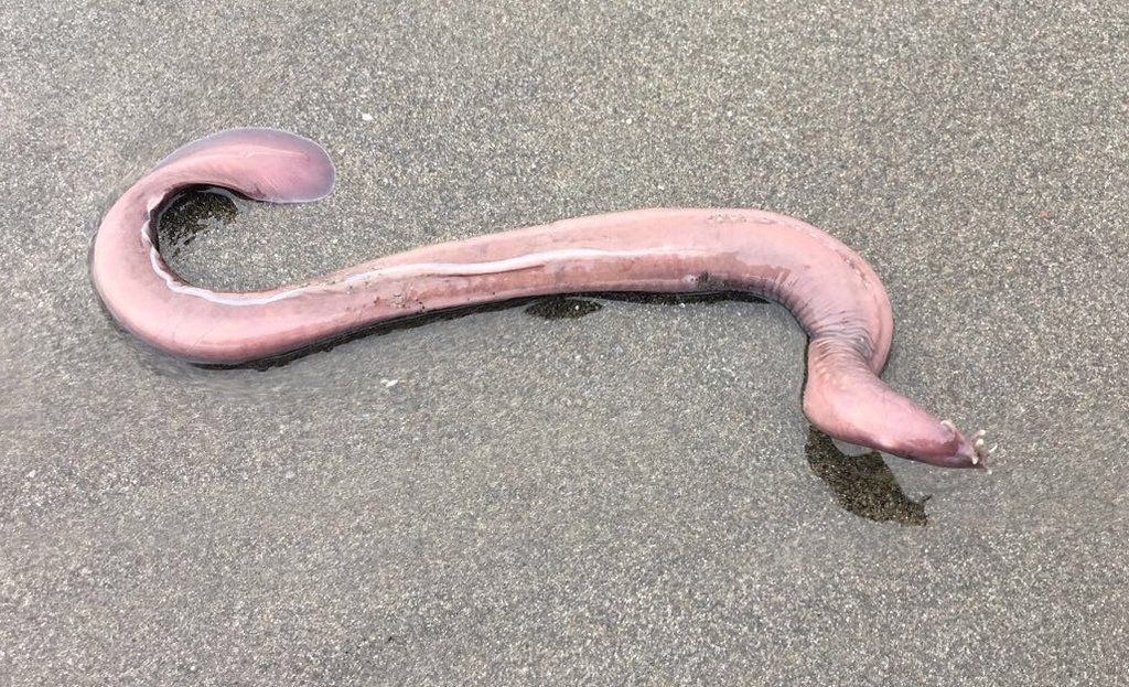 Pacific Hagfish from 295 New Navy Base Rd, , CA, US on July 3, 2019 at ...
