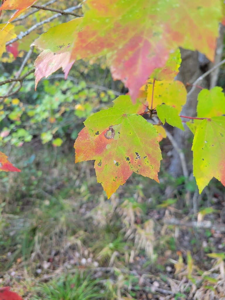 red maple from Scottsville, VA 24590, USA on October 19, 2024 at 04:06 ...