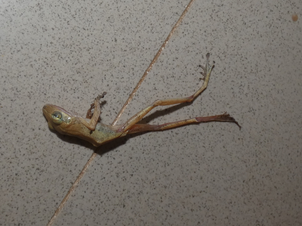 Shrub Frogs from Vientiane, Laos on October 20, 2024 at 06:30 AM by ...