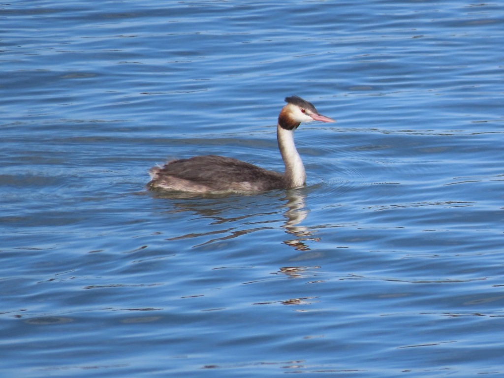 Eurasian Great Crested Grebe from Hikono, Misato, Saitama 341-0052 ...