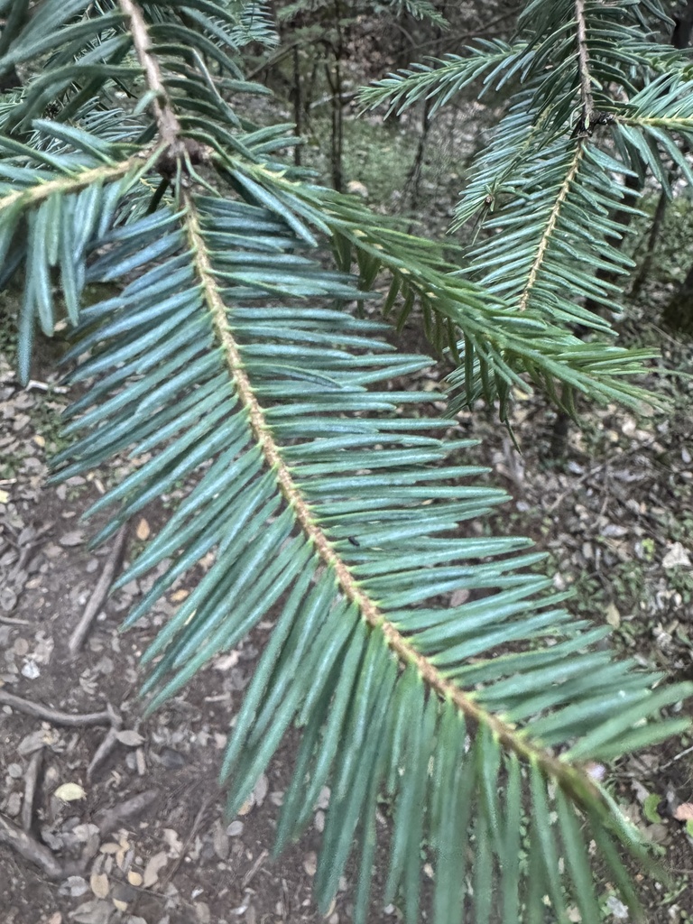 Durango fir from Parque Nacional Cascada de Bassaseachic, Ocampo, Chih ...