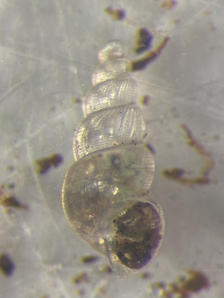 Smooth-ribbed Hydrobe from Lake Okeechobee, South Bay, FL, US on July ...