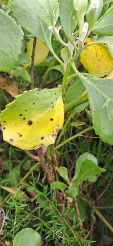 Austropleospora osteospermi · iNaturalist