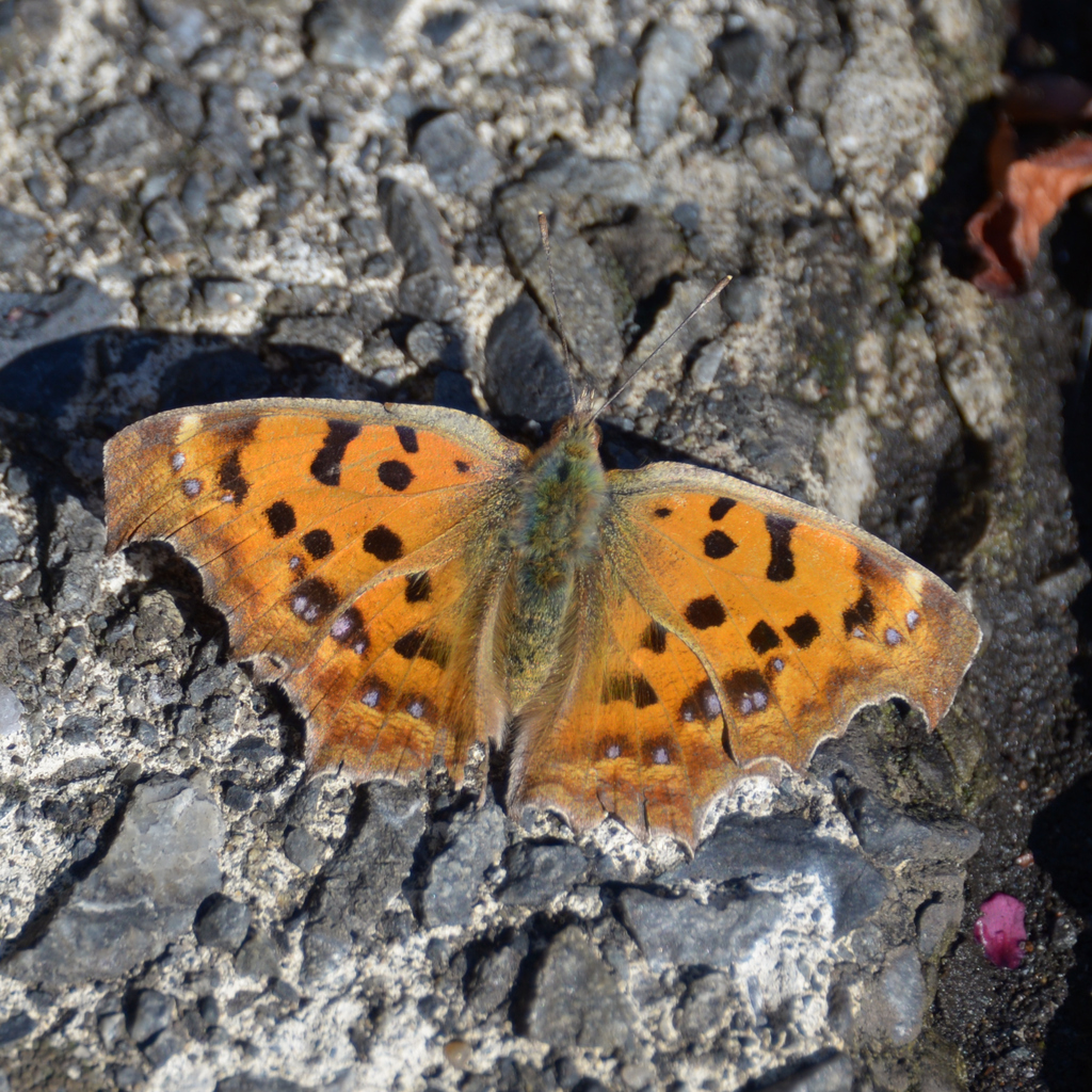 Asian Comma in February 2023 by Alan Broderick · iNaturalist