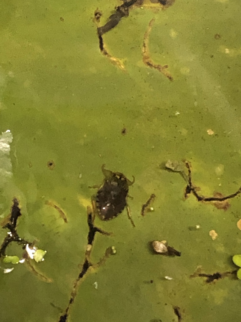 Pelocoris femoratus from Arboretum Rd, Ithaca, NY, US on October 18 ...