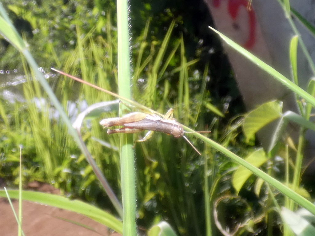 Short-winged Rice Grasshopper from Vientiane, Laos on October 20, 2024 ...