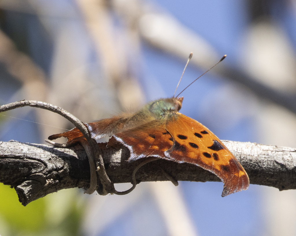 Question Mark from Trimmier WMA, Bell County, TX, USA on October 19 ...